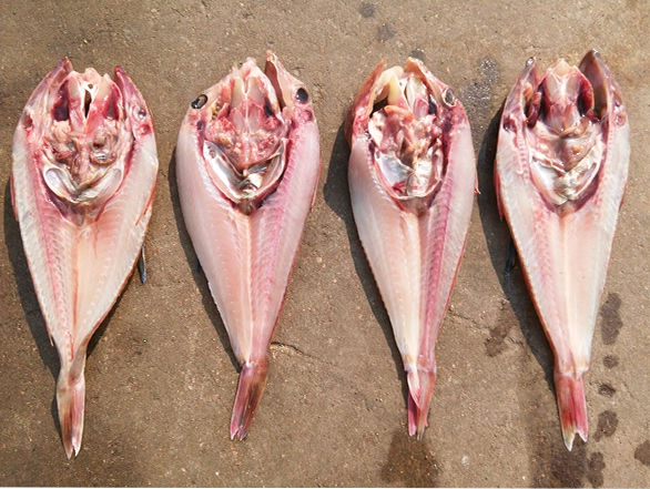 Fish Filleting Machine - YUKE - Fish Processing Machine Manufacturer