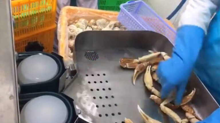 Crab Processing Machine - YUKE - Fish Processing Machine Manufacturer